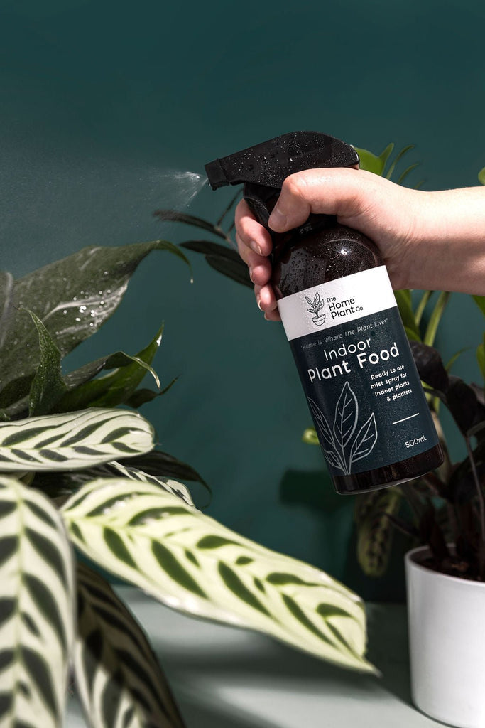 Indoor Plant Spray- Foliar Spray – Style and Leaf Co